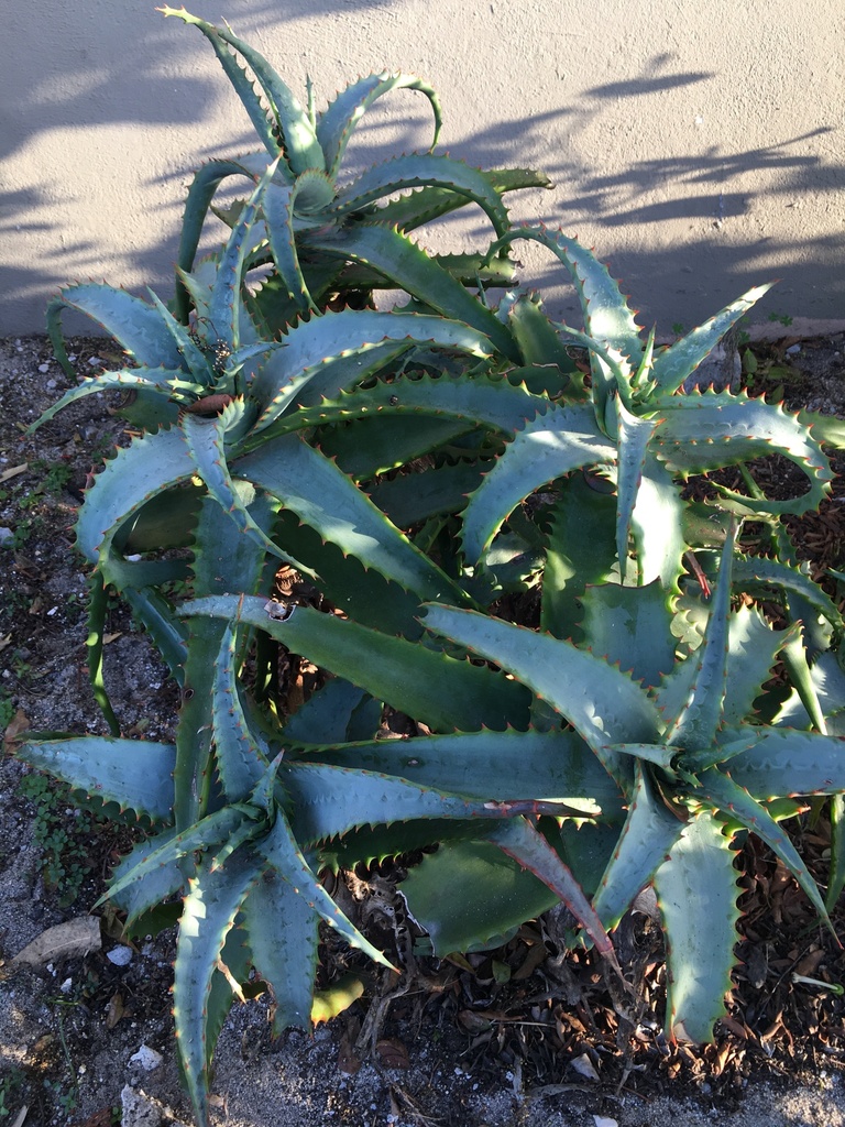 Candelabra Aloe in April 2024 by Zakariya Borez · iNaturalist