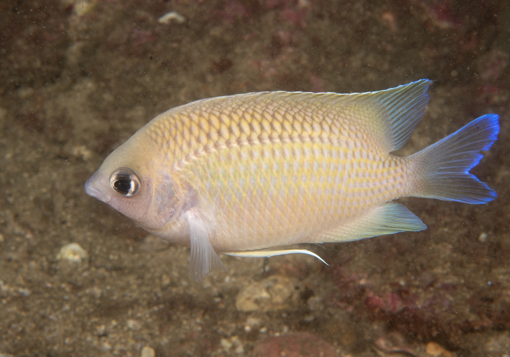 Immaculate Damsel from "Bare Island, Botany Bay, New South Wales ...