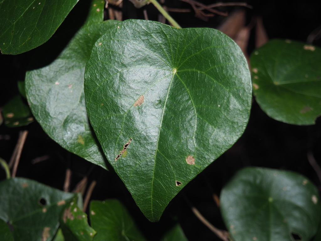 Tapevine from Valla NSW 2448, Australia on April 29, 2024 at 03:19 PM by Nathanael Green ...