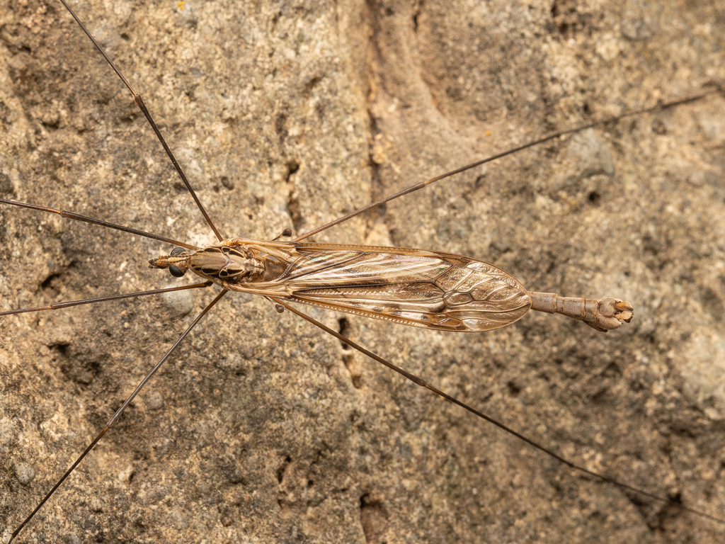 Tipula sinica from 中国北京市海淀区 on April 28, 2024 at 01:16 PM by Yushi Wang ...