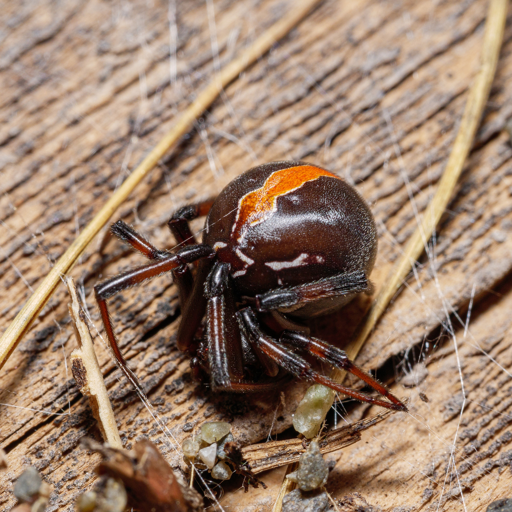 Katipō from Birdlings Flat 7591, New Zealand on April 27, 2024 at 05:24 ...