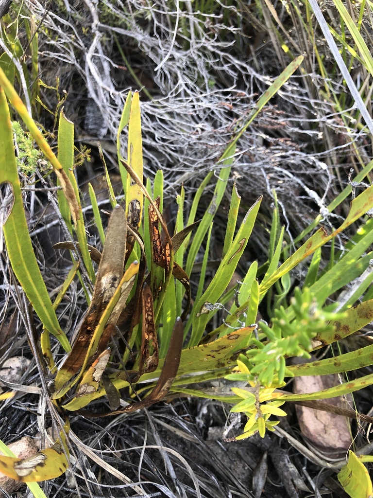 Sandpaperleaf Sugarbush from Overberg, ZA-WC, ZA on April 28, 2024 at 02:49 PM by fynbos ...