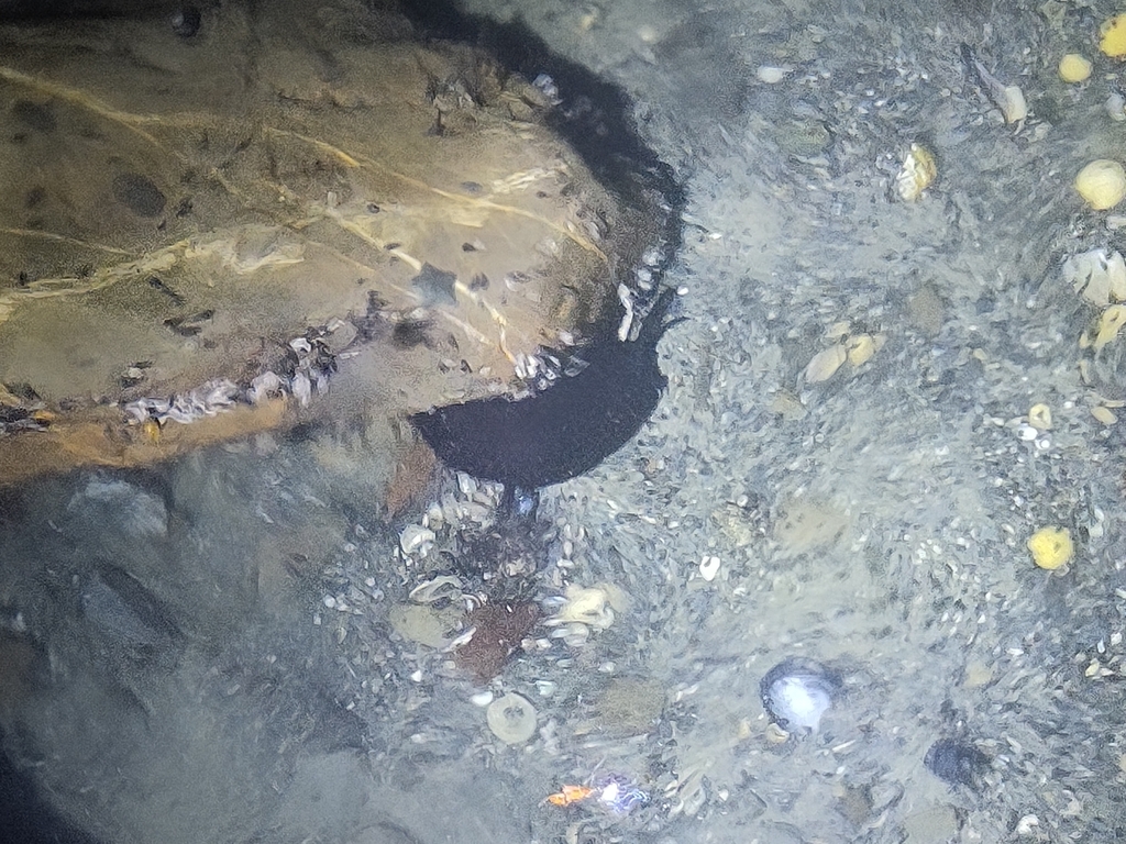 Shield Shell from Wellington Central, Wellington 6011, New Zealand on ...