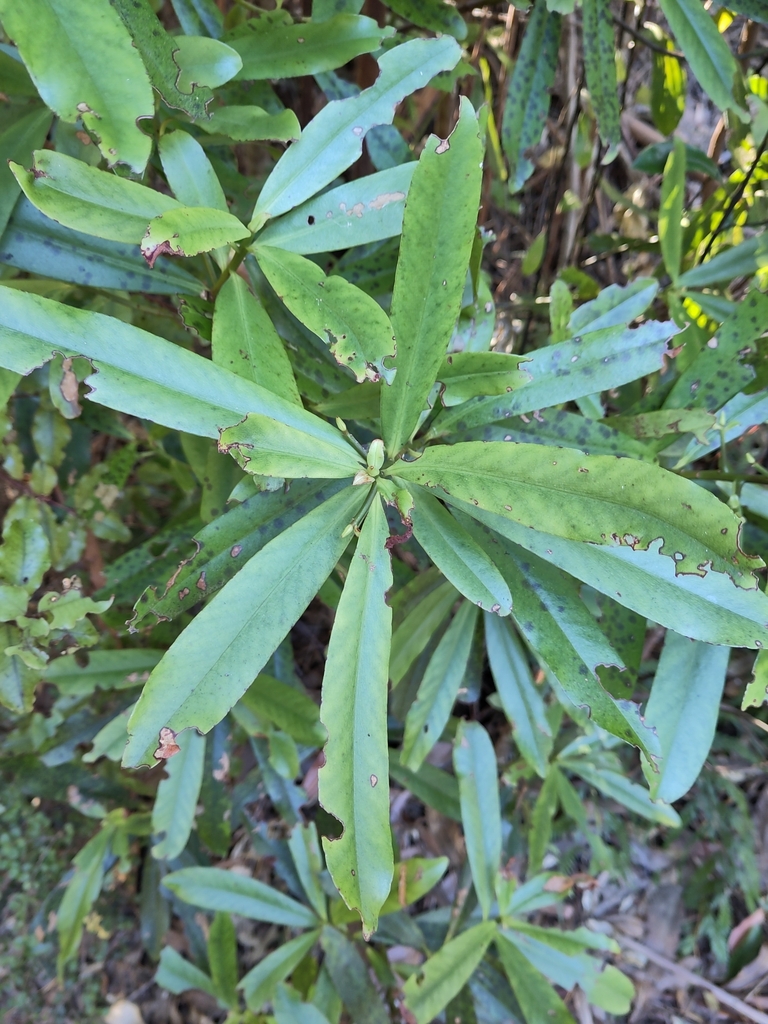 Toro from Wainuiomata, Lower Hutt, New Zealand on April 29, 2024 at 12: ...