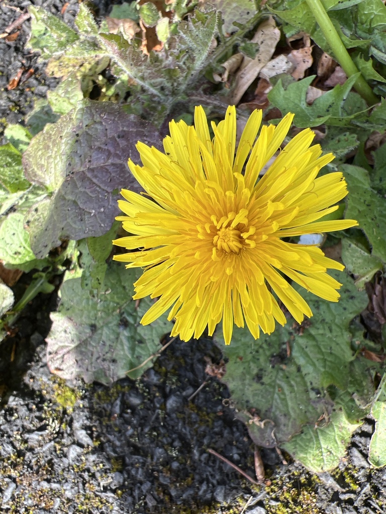 common dandelion from Juniper Close, York, England, GB on April 29 ...
