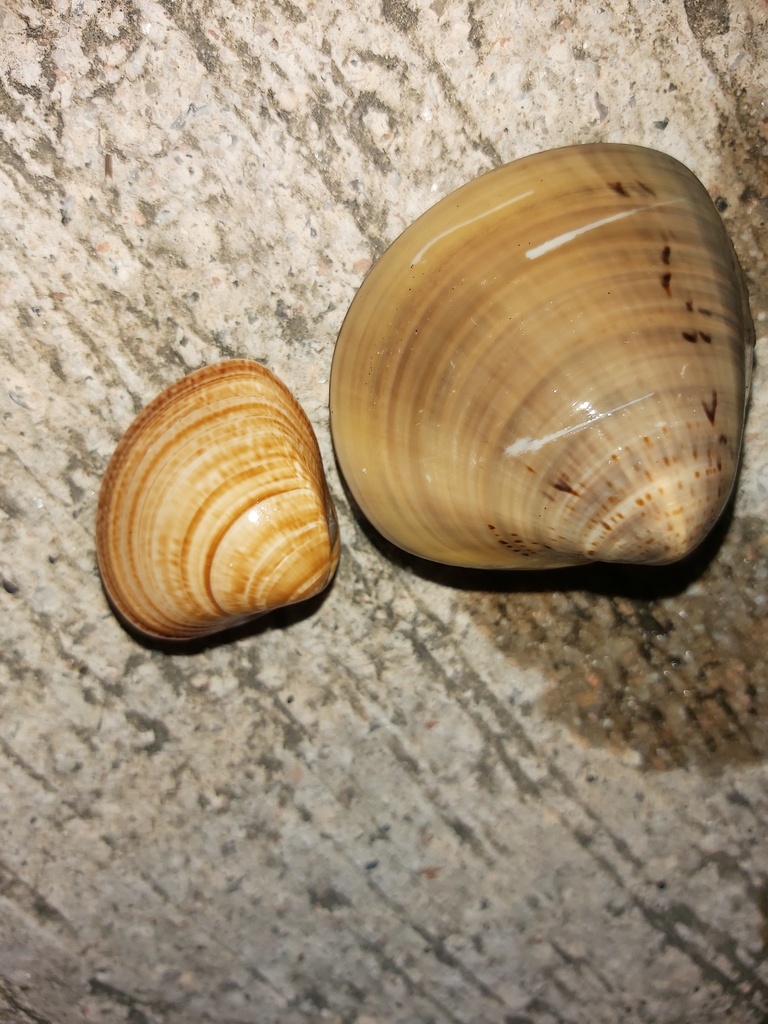 Asian Hard Clam from Lantau Island, Hong Kong on April 26, 2024 at 07: ...