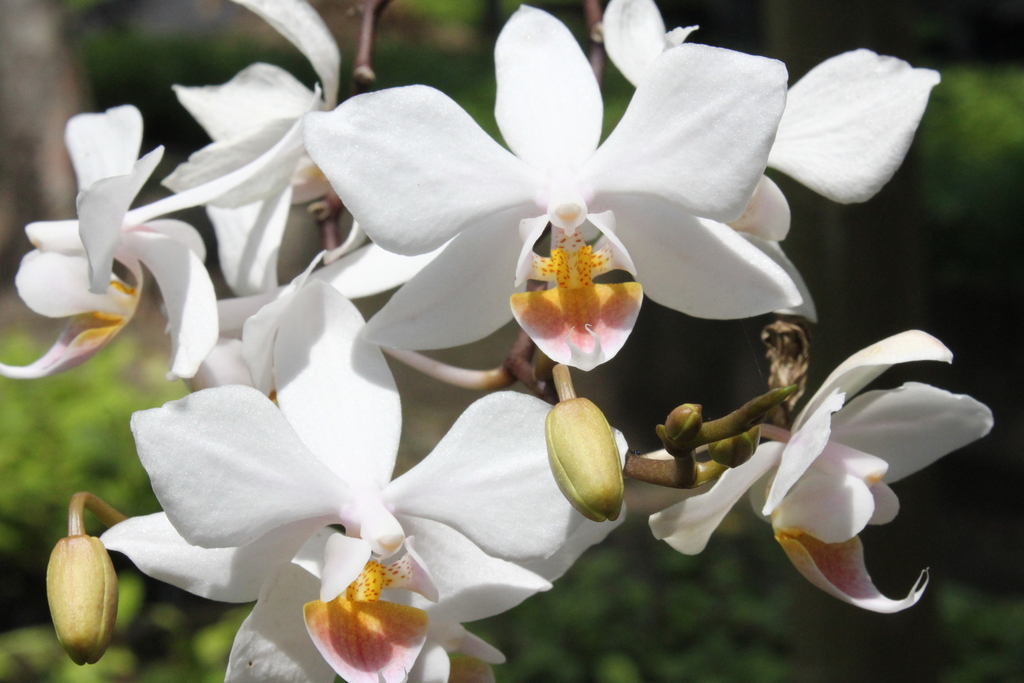 Moth orchids from Tagum, Davao del Norte, Philippines on April 29, 2024 ...