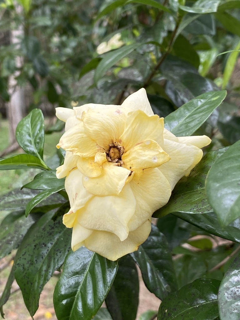 flowering plants from Mindanao, Tagum City, Davao Del Norte, PH on ...