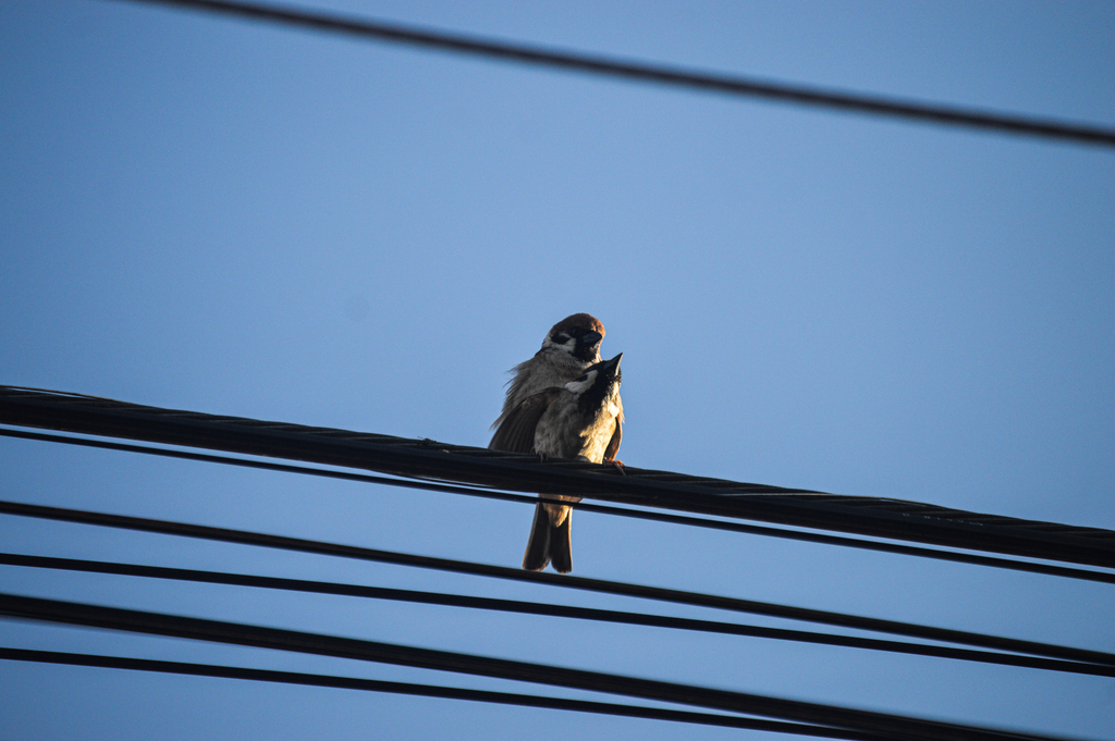 Eurasian Tree Sparrow from Lapu-Lapu St, Tagum, Davao del Norte ...