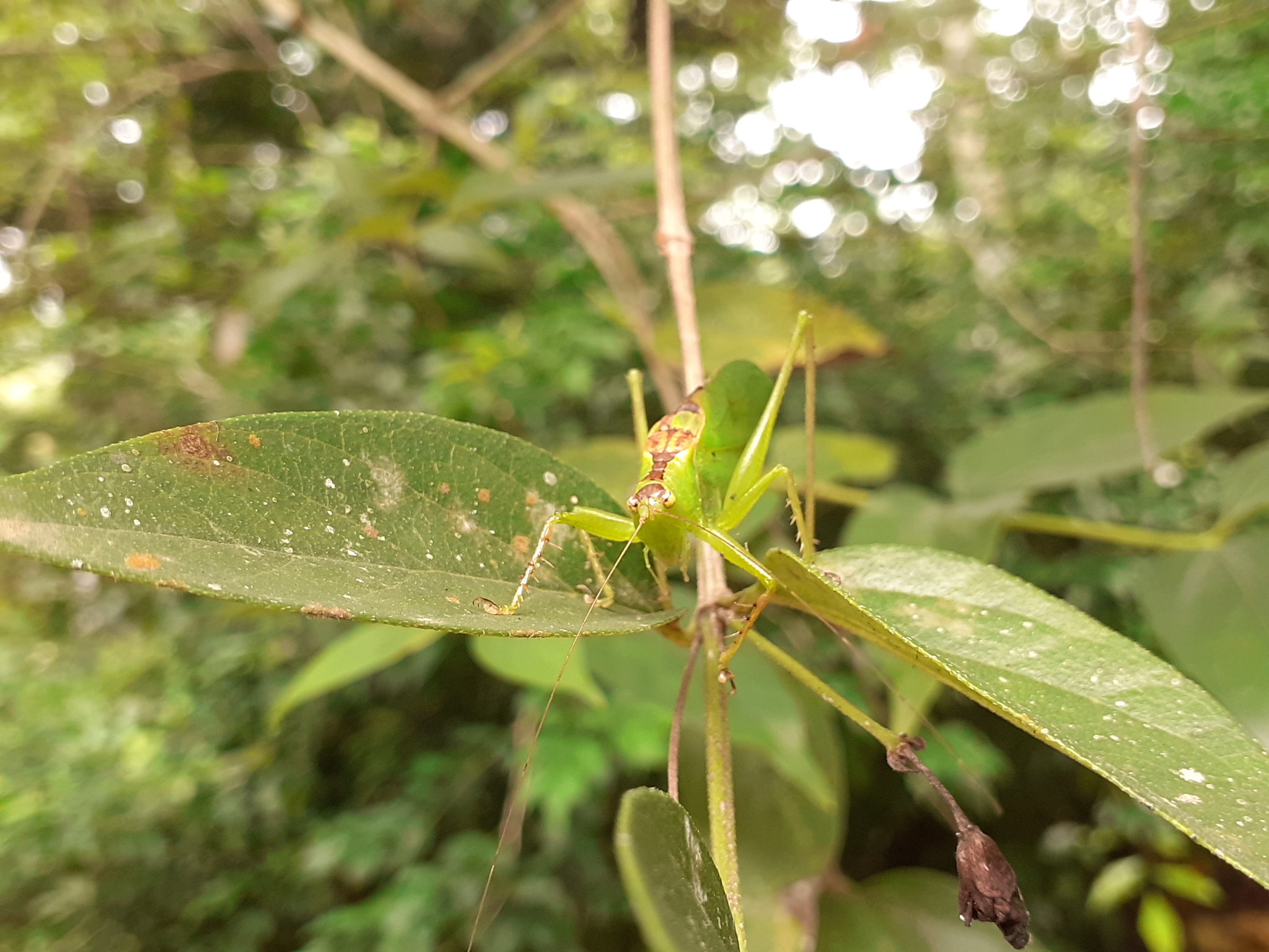 Hexacentrus unicolor Serville, 1831