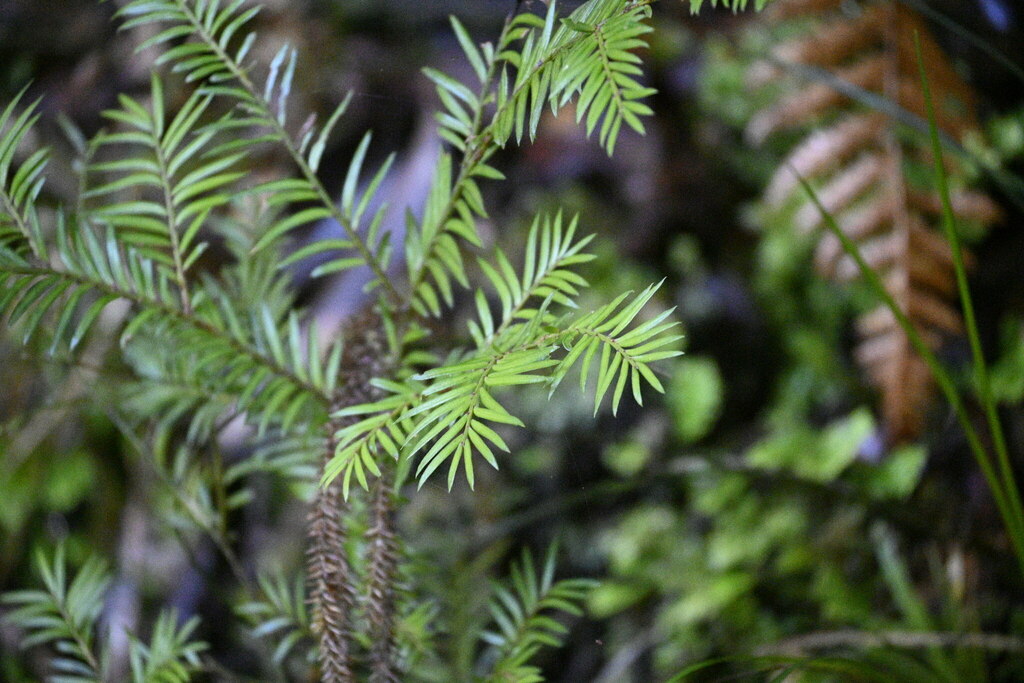 Miro from Egmont National Park NZ, Potaema Track, Taranaki 4391, New ...