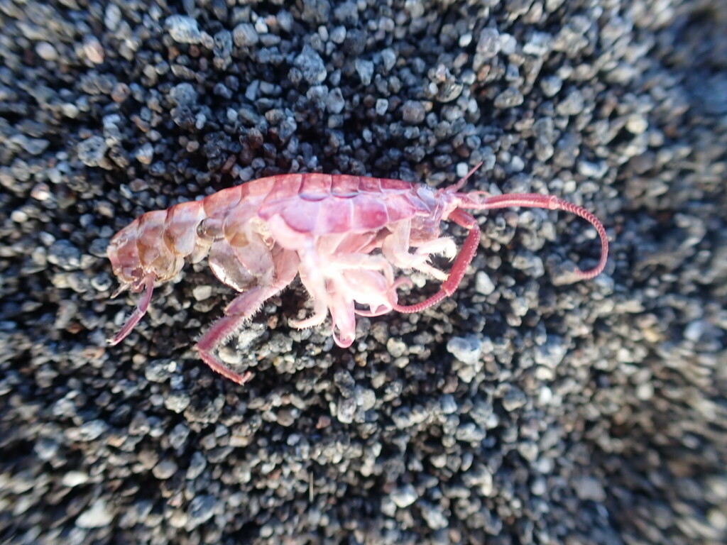 Terrestrial Amphipods from Taranaki, New Zealand on April 28, 2024 at ...