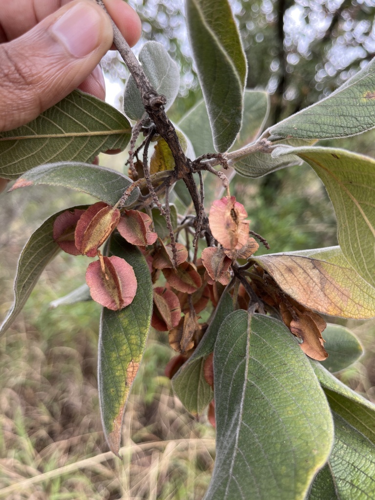 Velvet Bushwillow from City of Tshwane, ZA-GT, ZA on April 27, 2024 at ...