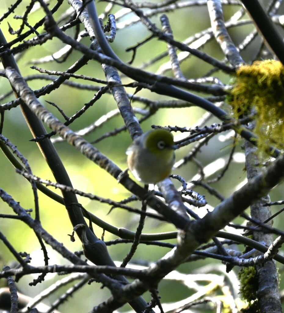 Tasmanian Silvereye from Egmont National Park NZ, Potaema Track ...