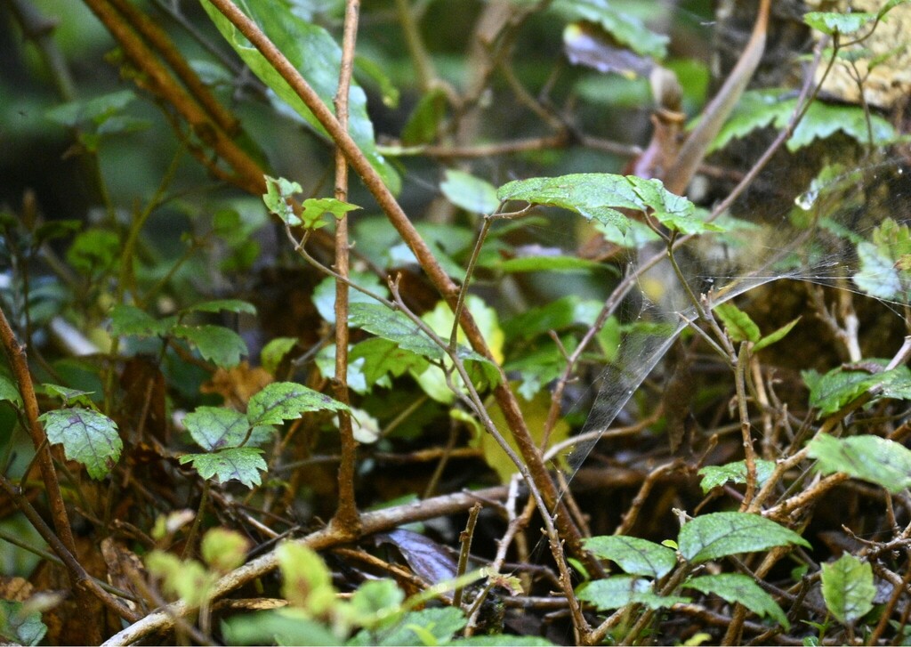swamp lawyer from Egmont National Park NZ, Potaema Track, Taranaki 4391 ...