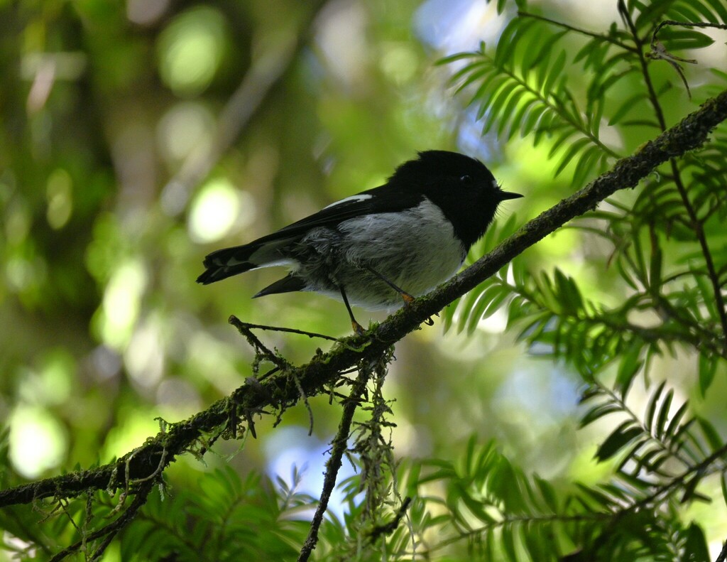 North Island Tomtit from Egmont National Park NZ, Potaema Track ...