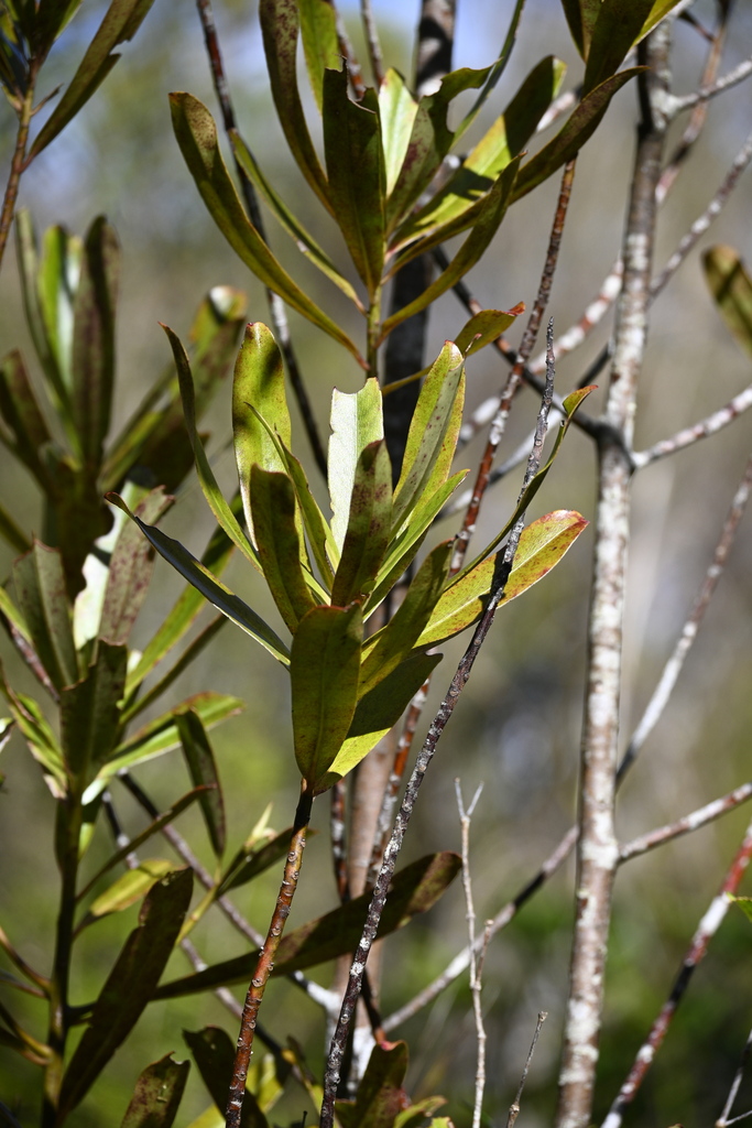 Toro from Egmont National Park NZ, Potaema Track, Taranaki 4391, New ...