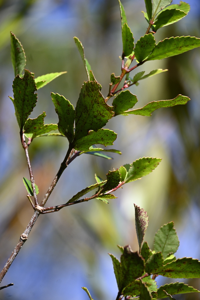 kāmahi from Egmont National Park NZ, Potaema Track, Taranaki 4391, New ...