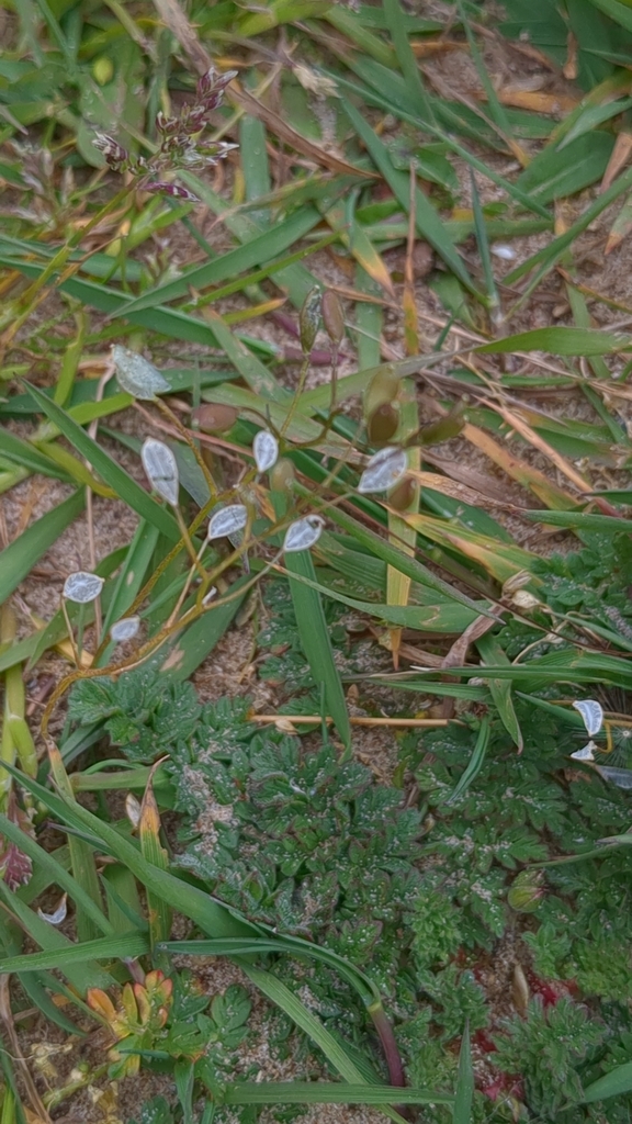 Common Whitlowgrass from Liverpool L23, UK on April 29, 2024 at 09:55 ...