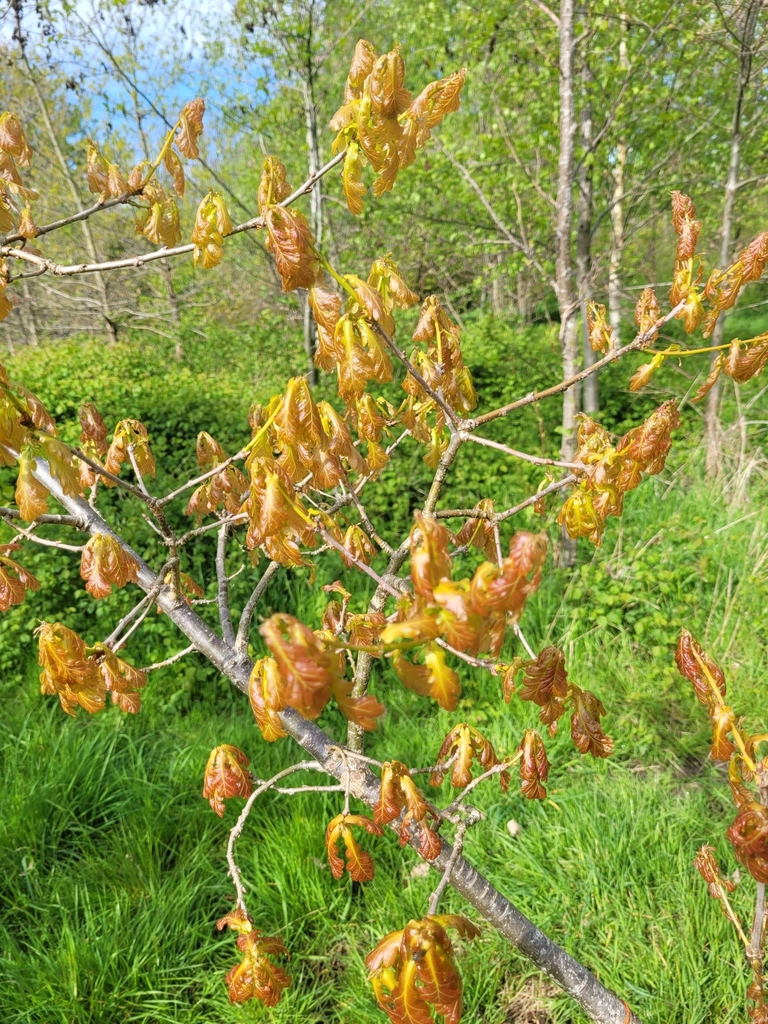beech family from York YO10, UK on April 29, 2024 at 10:01 AM by Ebba ...