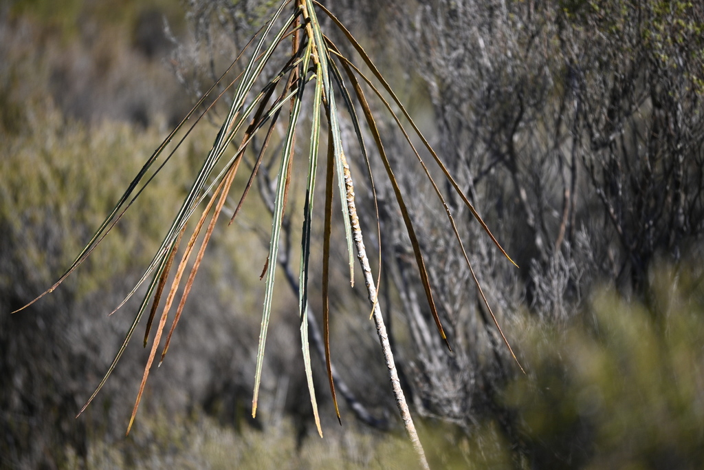 Lancewood from Egmont National Park NZ, Potaema Track, Taranaki 4391 ...