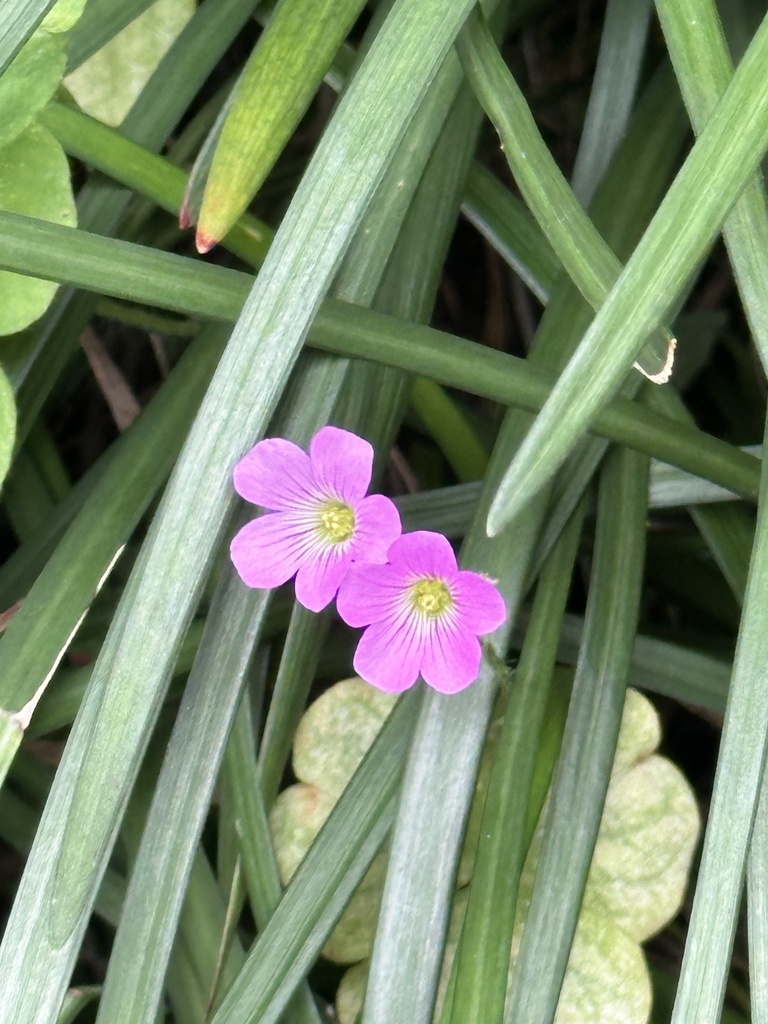 Garden pink-sorrel from Lung Ma Rd, Kwan Tei, Fanling, New Territories ...