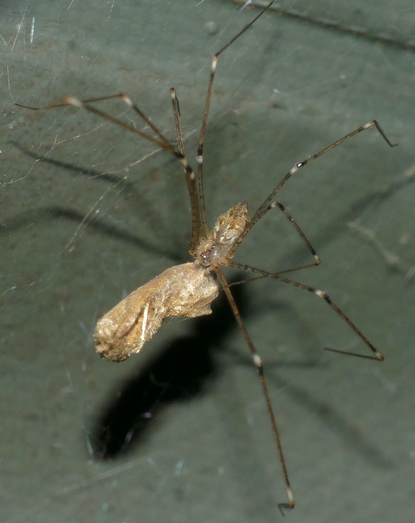 Tailed Cellar Spider from Letaba Camp, Kruger NP, Ba-Phalaborwa ...