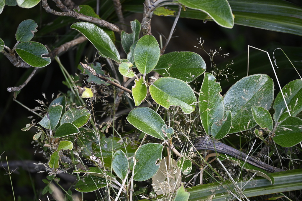 Brachyglottis elaeagnifolia from Egmont National Park, Taranaki, New ...
