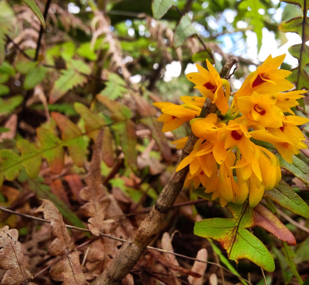 Dendrobium from Madaum, Tagum, Davao del Norte, Philippines on April 29 ...