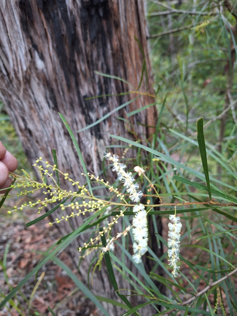 Long leaf Wattle from Numinbah Valley QLD 4211, Australia on April 29 ...