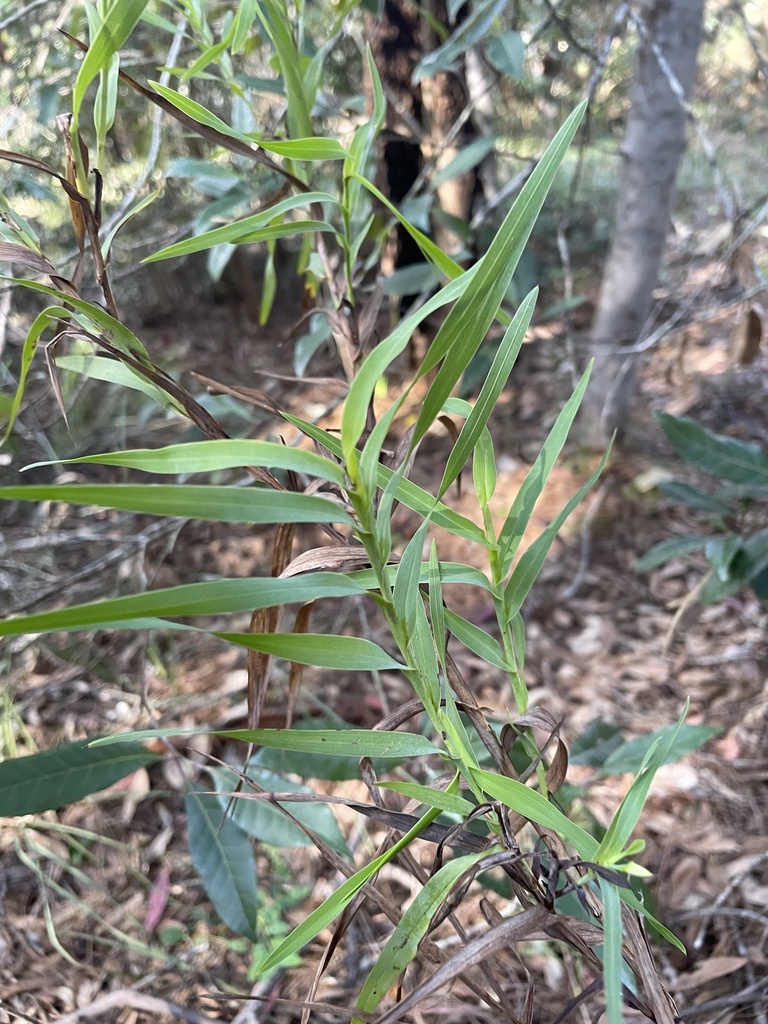 nodding blue lily from Bar Island, Berowra Creek, NSW, AU on April 29 ...