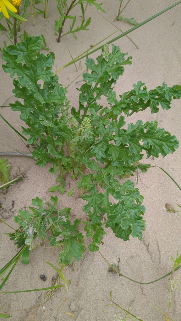 ragwort from L23 6AE, UK on April 29, 2024 at 10:17 AM by Matthew ...