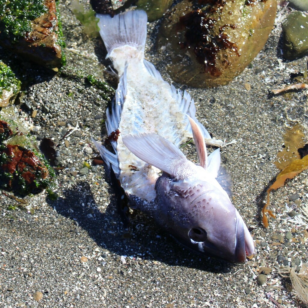 New Zealand Blue Cod from Wellington, New Zealand on April 29, 2024 at ...