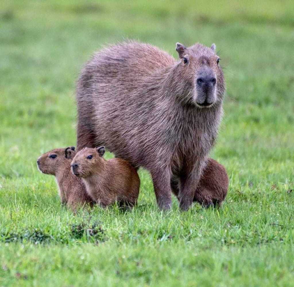 Capybara from Villavicencio, Meta, Colombia on April 20, 2019 by Carlos ...