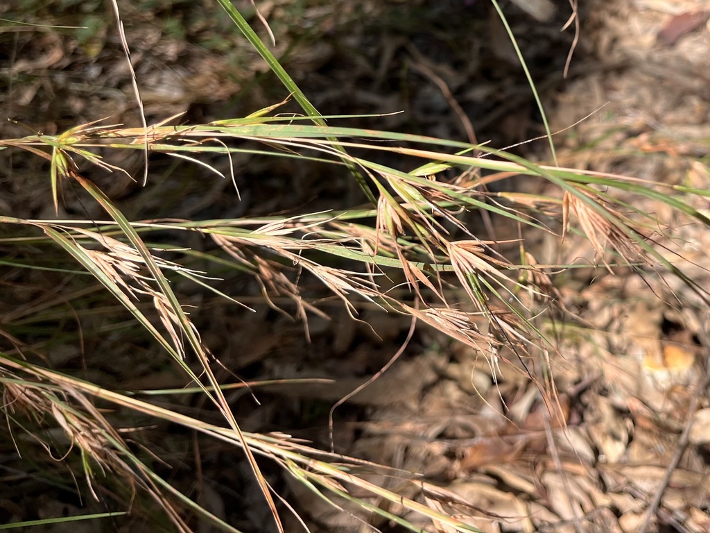 Kangaroo Grass from Devils Break, Anstead, QLD, AU on April 29, 2024 at ...