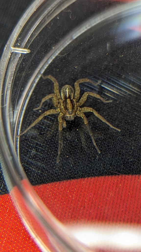 Rustic Wolf Spider from Lea Hill, Auburn, WA 98092, USA on April 29 ...