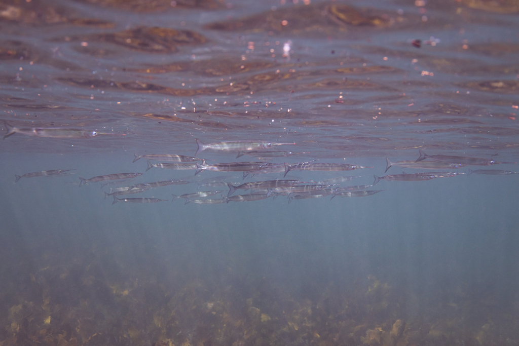 Southern Garfish from Sydney NSW, Australia on April 29, 2024 at 02:03 ...