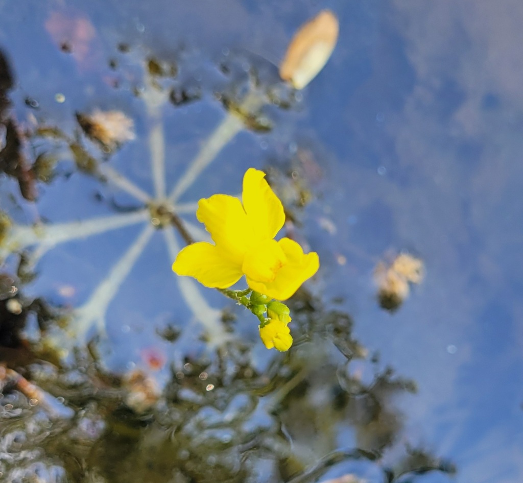 swollen bladderwort from Charles County, MD, USA on April 28, 2024 at ...