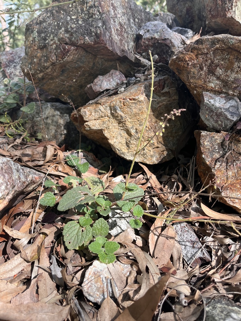 little spurflower from Devils Break, Anstead, QLD, AU on April 29, 2024 ...
