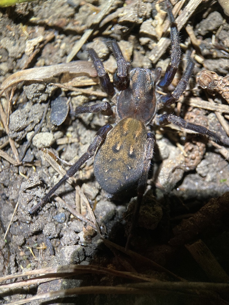 Large Brown Vagrant Spider from Brooklyn, Wellington, New Zealand on ...
