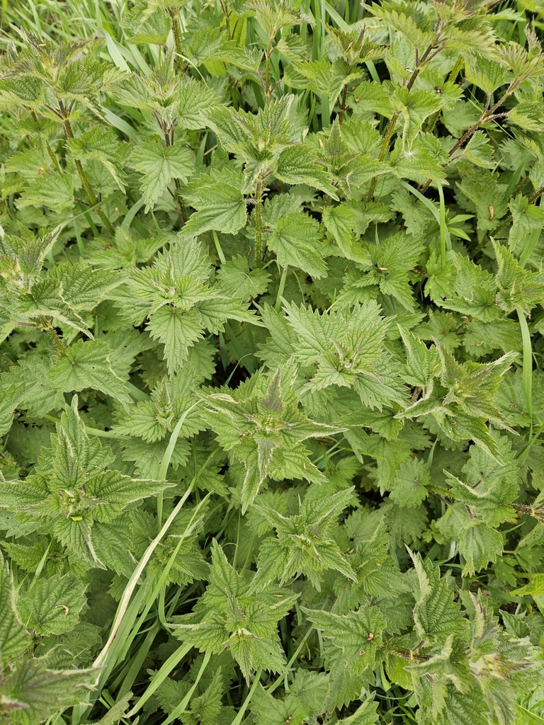 great stinging nettle from Frodsham WA6 6EE, UK on April 29, 2024 at 11 ...