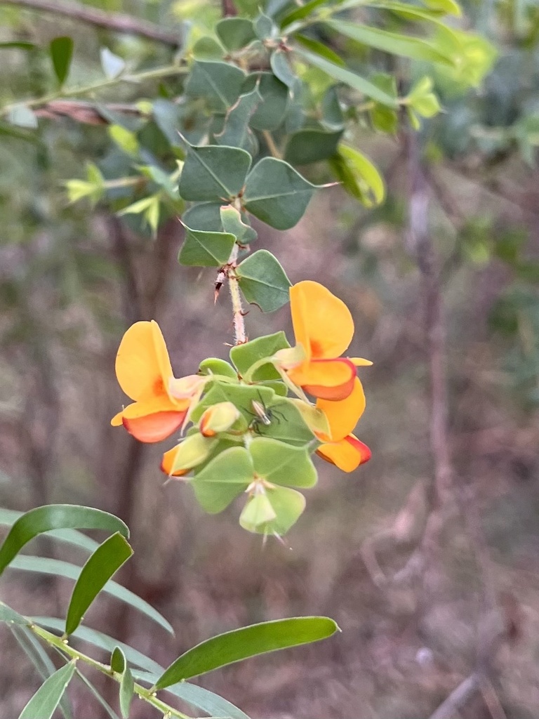 spiny bush-pea from Saint Peters Downfall, Anstead, QLD, AU on April 29 ...