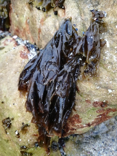 Porphyra capensis · iNaturalist Ecuador