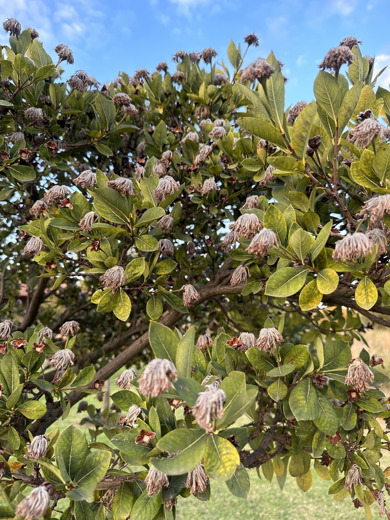 Pompom Tree from Privet Place, Centurion, GP, ZA on April 28, 2024 at ...