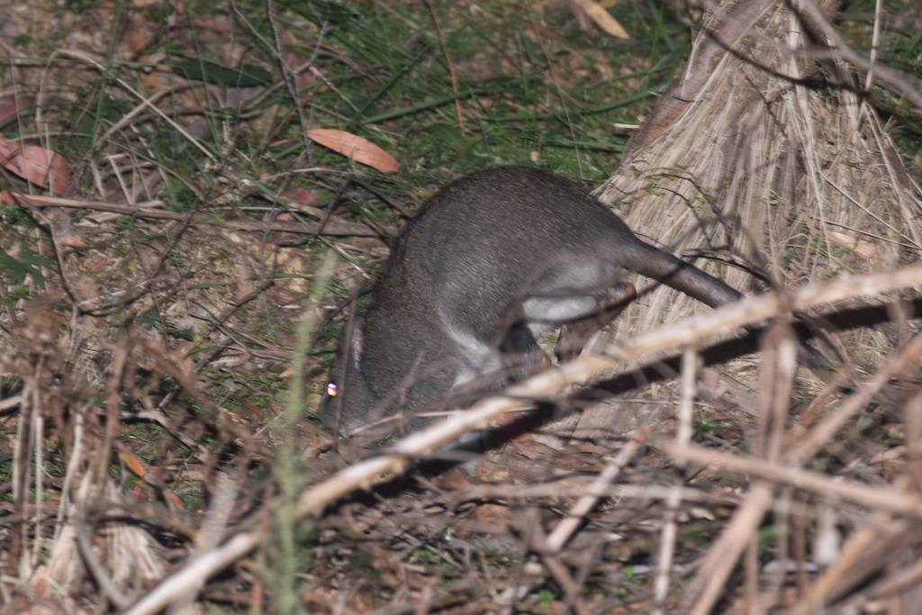 Long-footed Potoroo (Potorous longipes) - Know Your Mammals