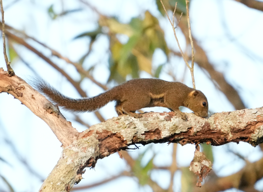 Ear-spot Squirrel in April 2024 by eunikon · iNaturalist
