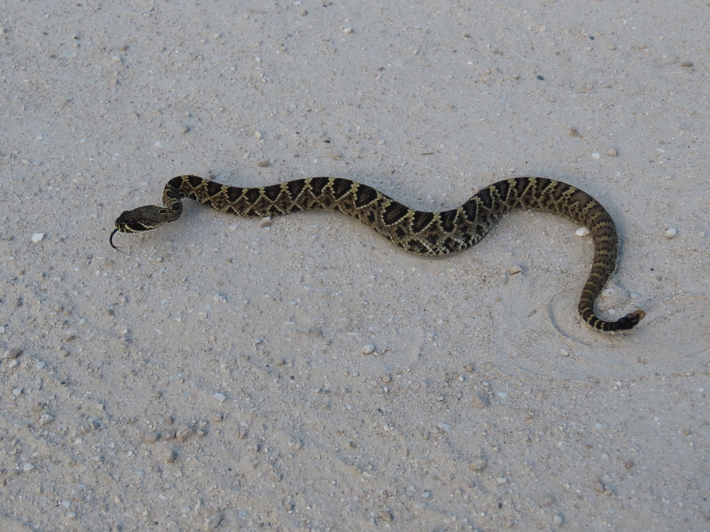 Eastern Diamondback Rattlesnake in April 2024 by Richard D Reams ...