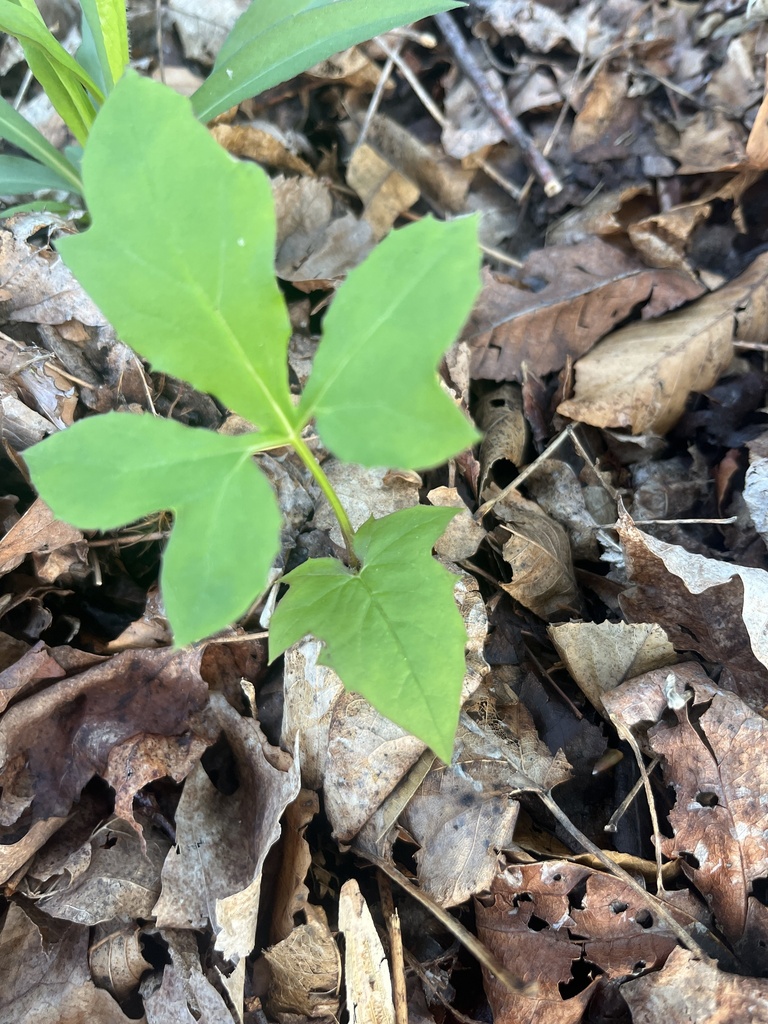 rattlesnake roots from Coon Creek Rd, West Springfield, PA, US on April ...