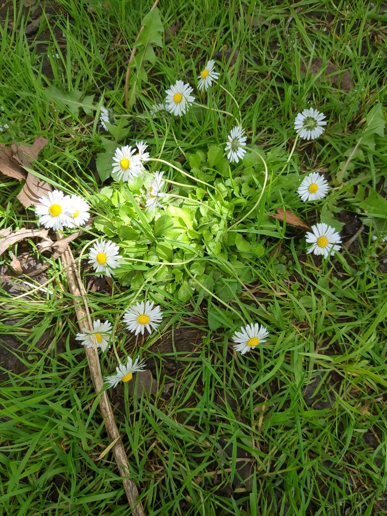Lawn daisy from London NW10, UK on April 29, 2024 at 12:16 PM by Muki ...