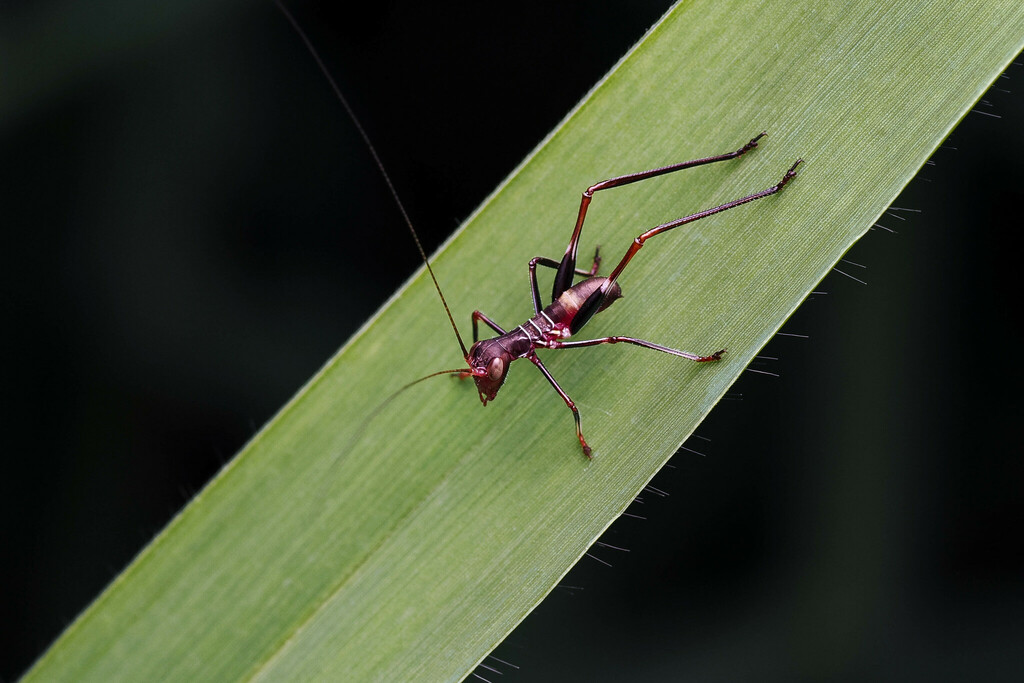 Torbia from Dowse Lagoon, Brisbane QLD, Australia on April 5, 2024 at ...